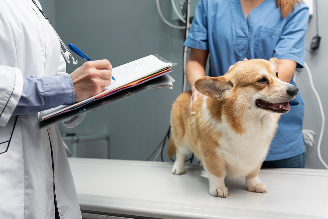 Pet Anesthesia And Patient Monitoring In London, ON | WAH