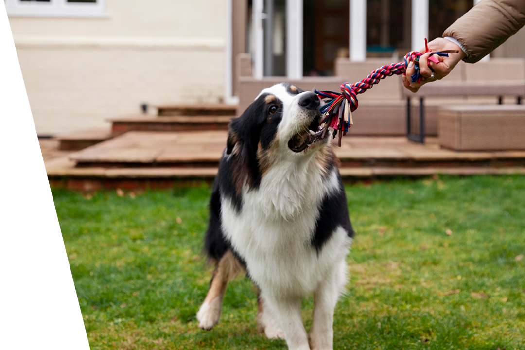 Recheck Exam Form | Whitehills Animal Hospital