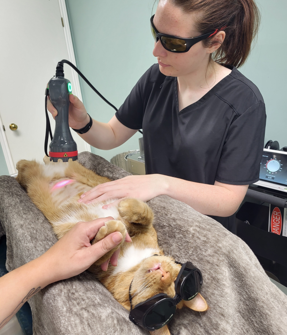 Pet Laser Therapy In London, ON | Whitehills Animal Hospital
